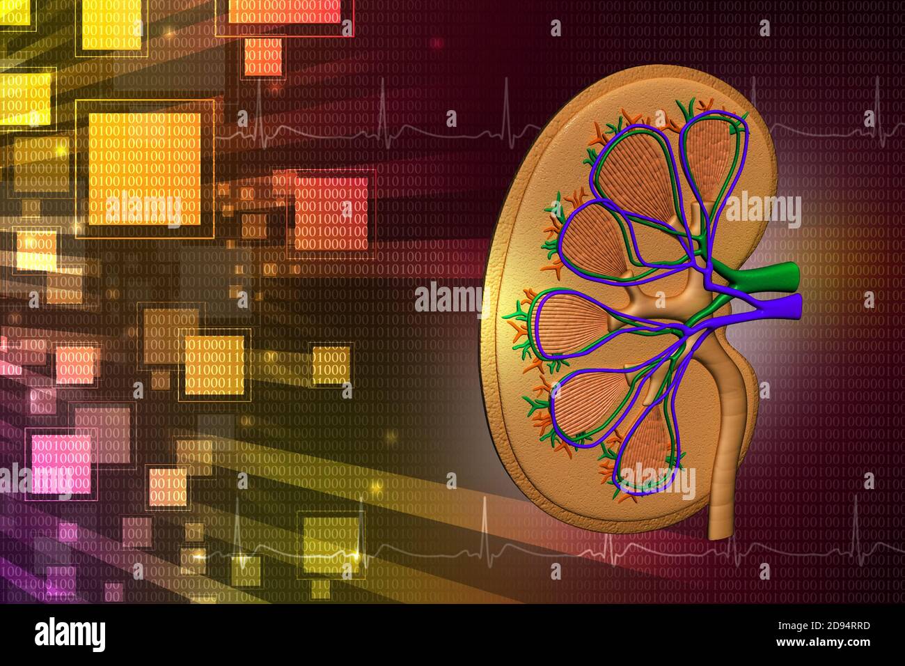 Human kidney in abstract background Stock Photo - Alamy