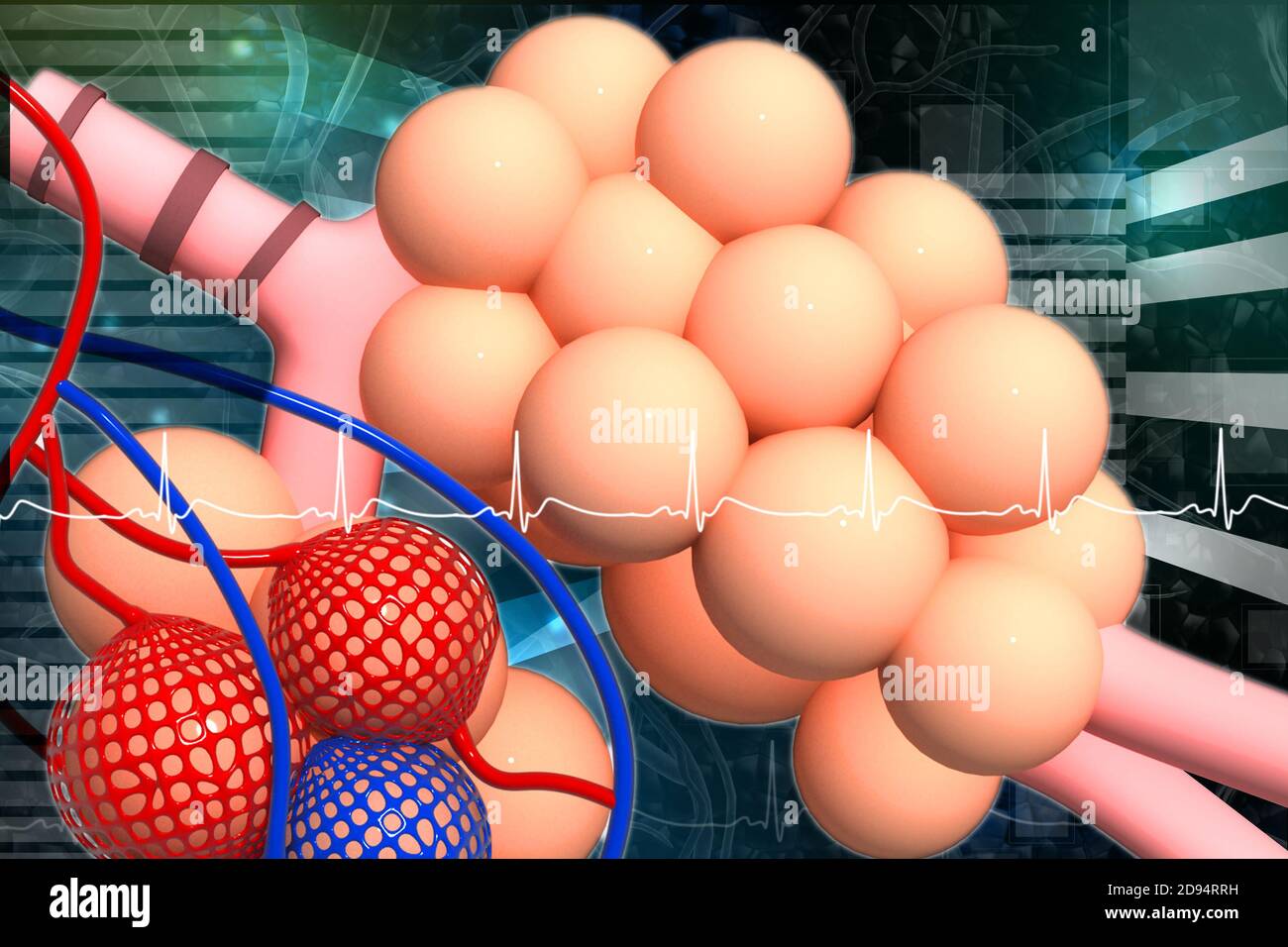 Alveoli Anatomy High Resolution Stock Photography and Images - Alamy