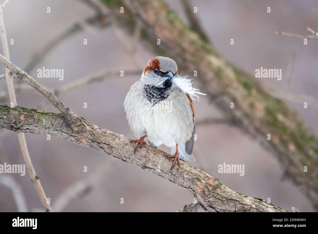 The house sparrow, Passer domesticus, sitting on a branch without ...