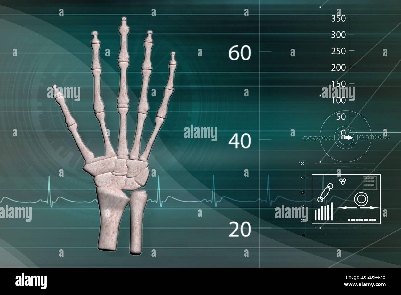 X ray wrist medical skeleton biology science anatomical hi-res stock ...