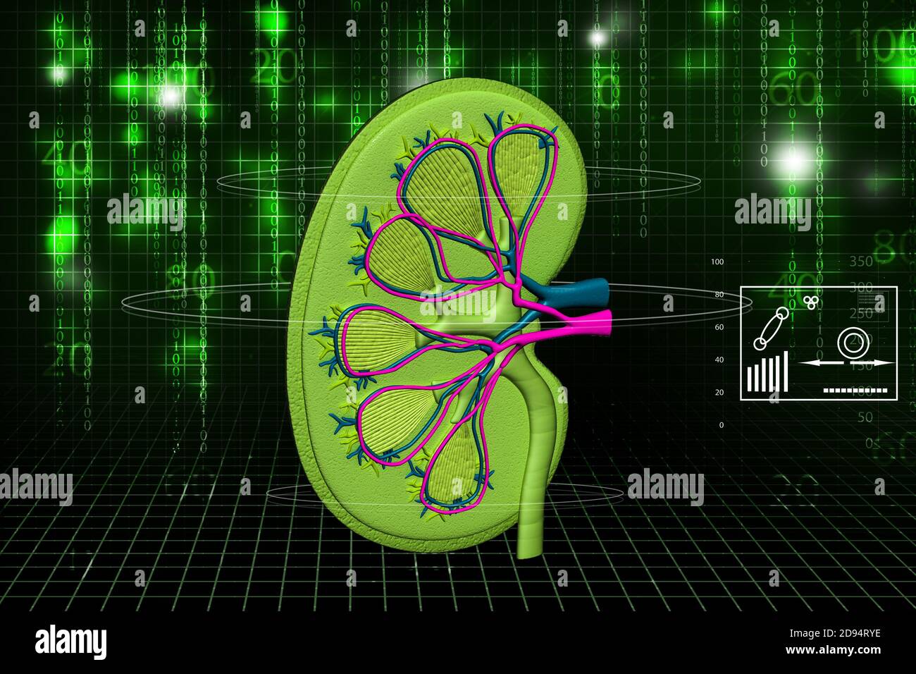Human kidney in abstract background Stock Photo - Alamy