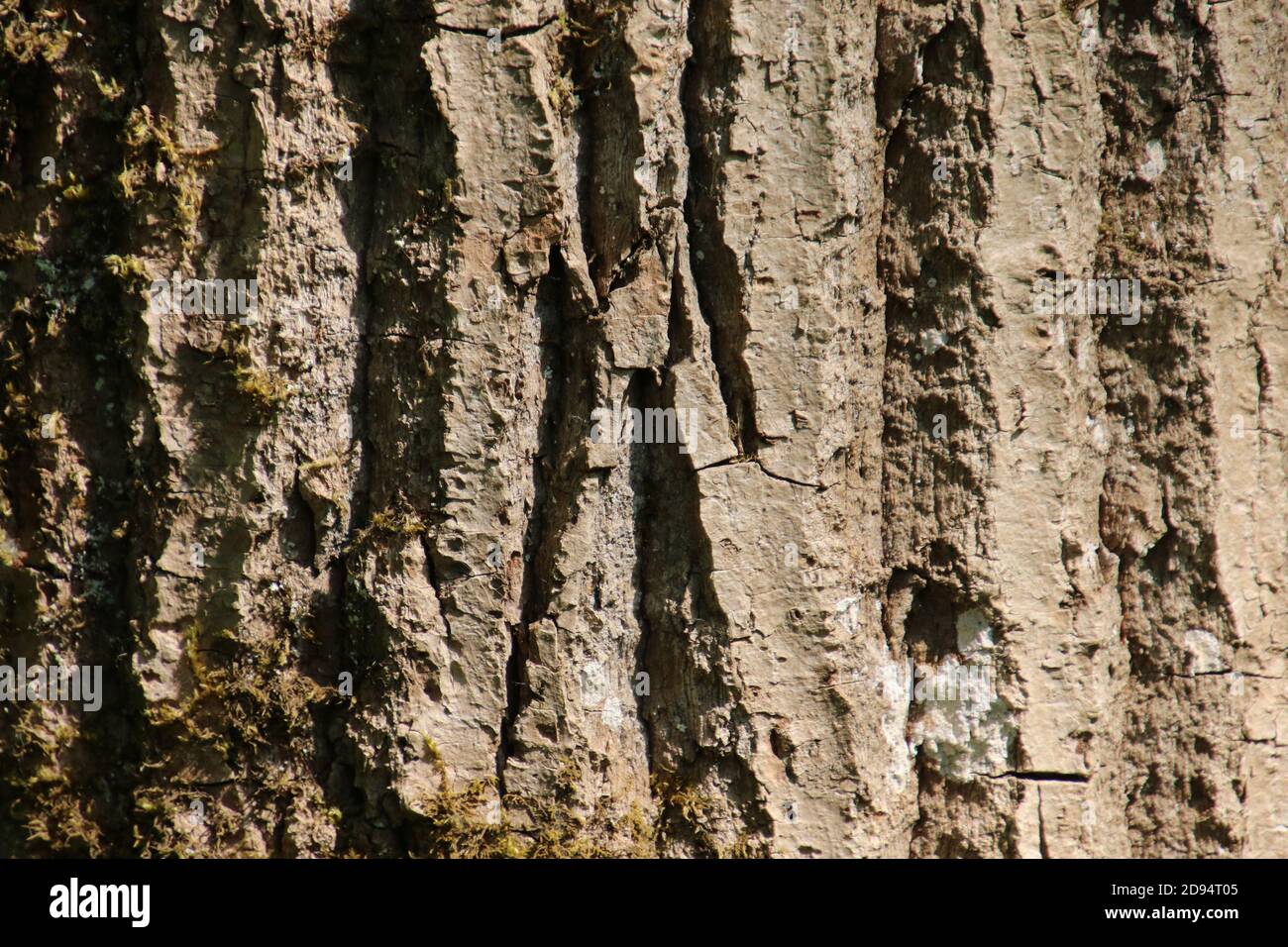 White spots bark hi-res stock photography and images - Alamy
