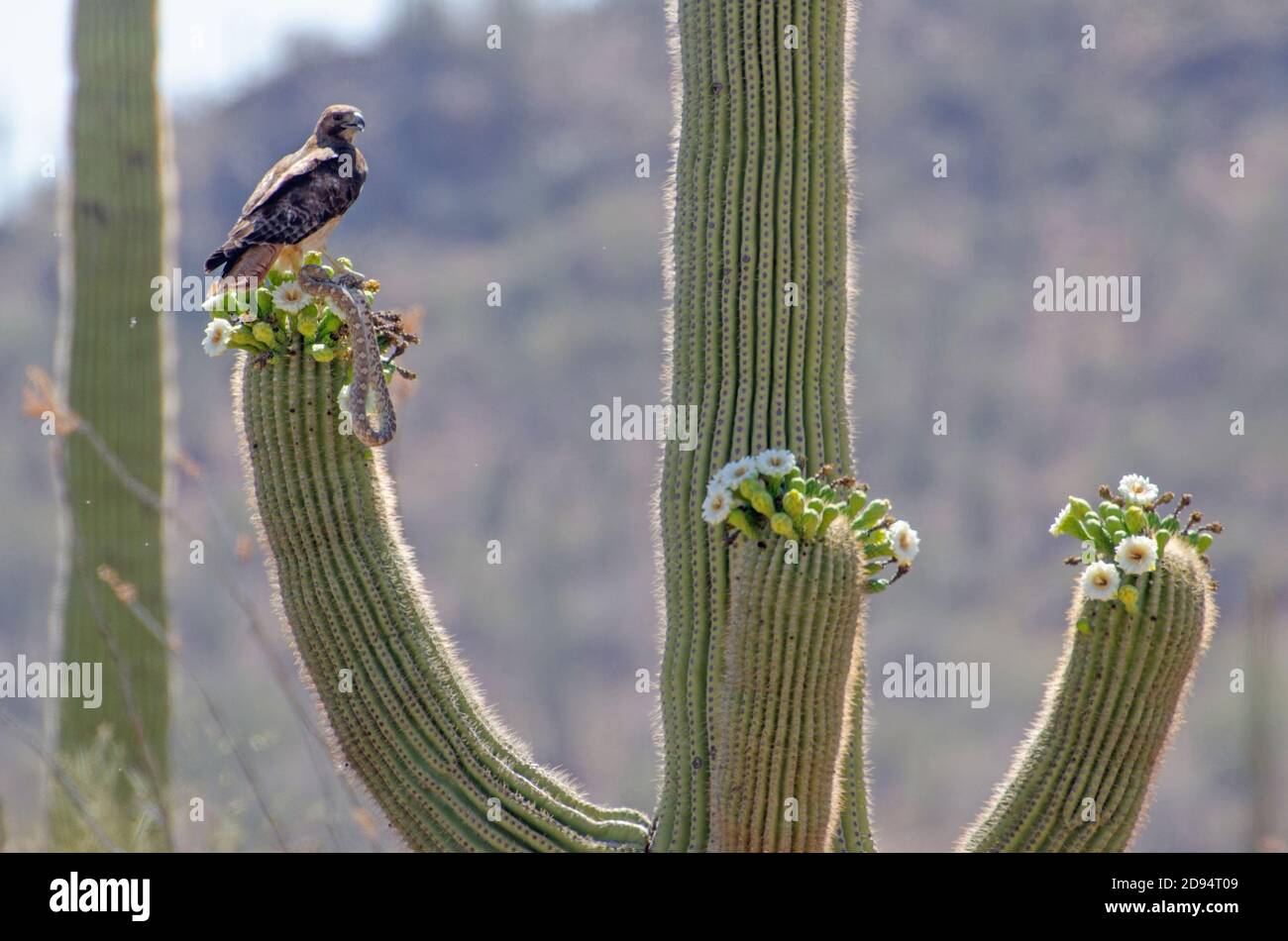 Red-tailed Hawk (Buteo jamaicensis) with Sonoran Gopher Snake in talons ...