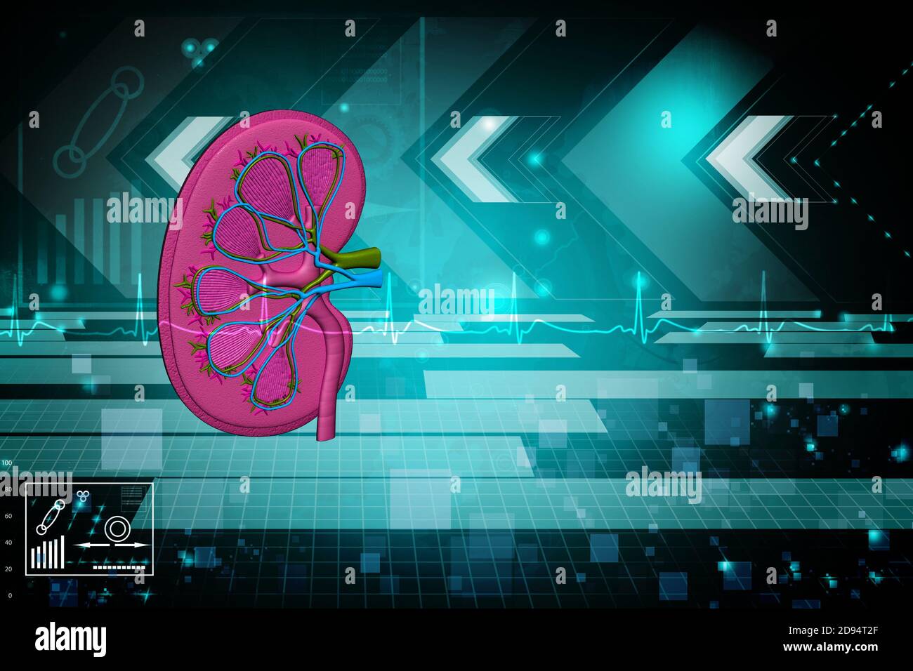 Human kidney in abstract background Stock Photo - Alamy