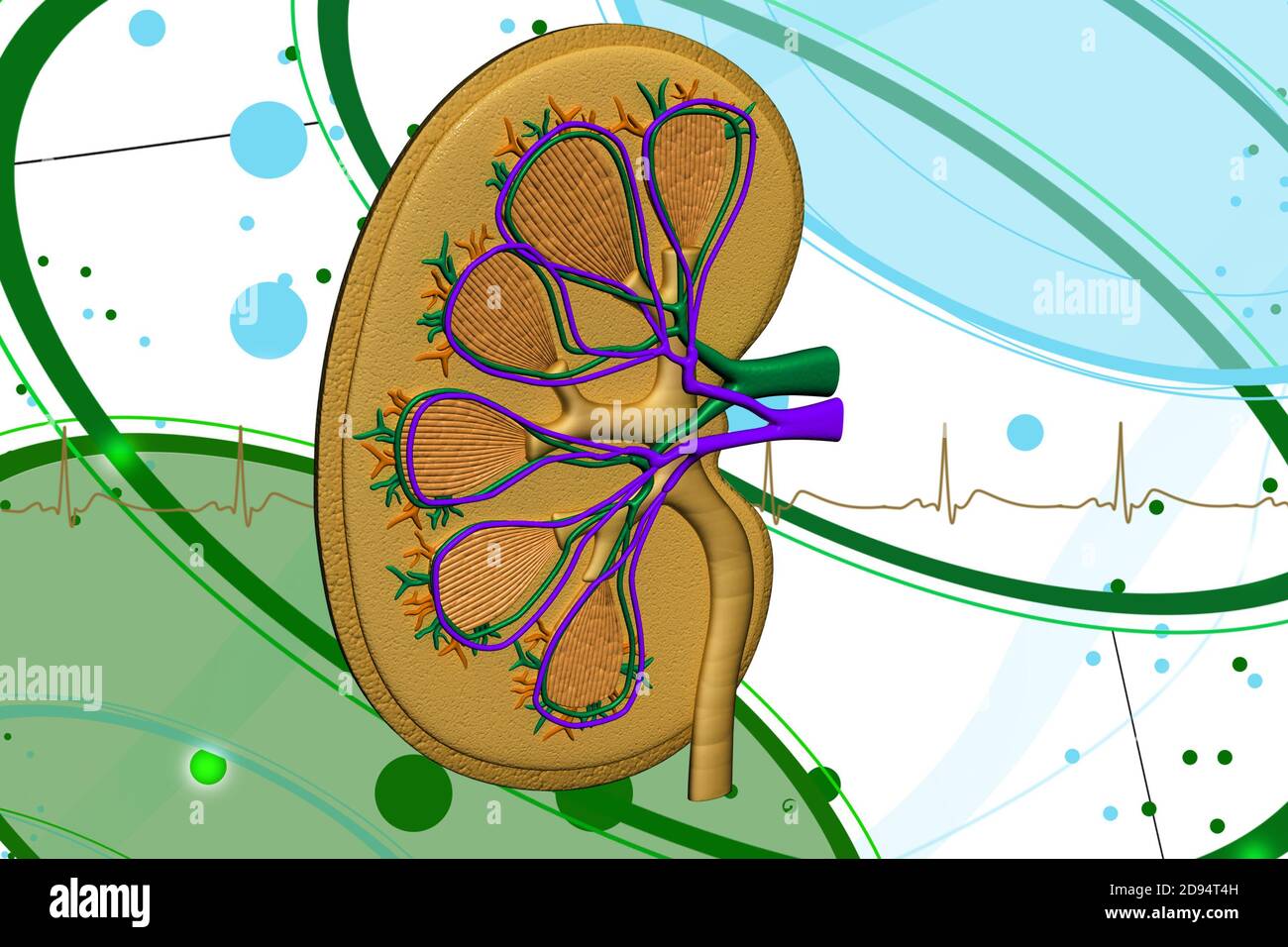 Human kidney in abstract background Stock Photo - Alamy