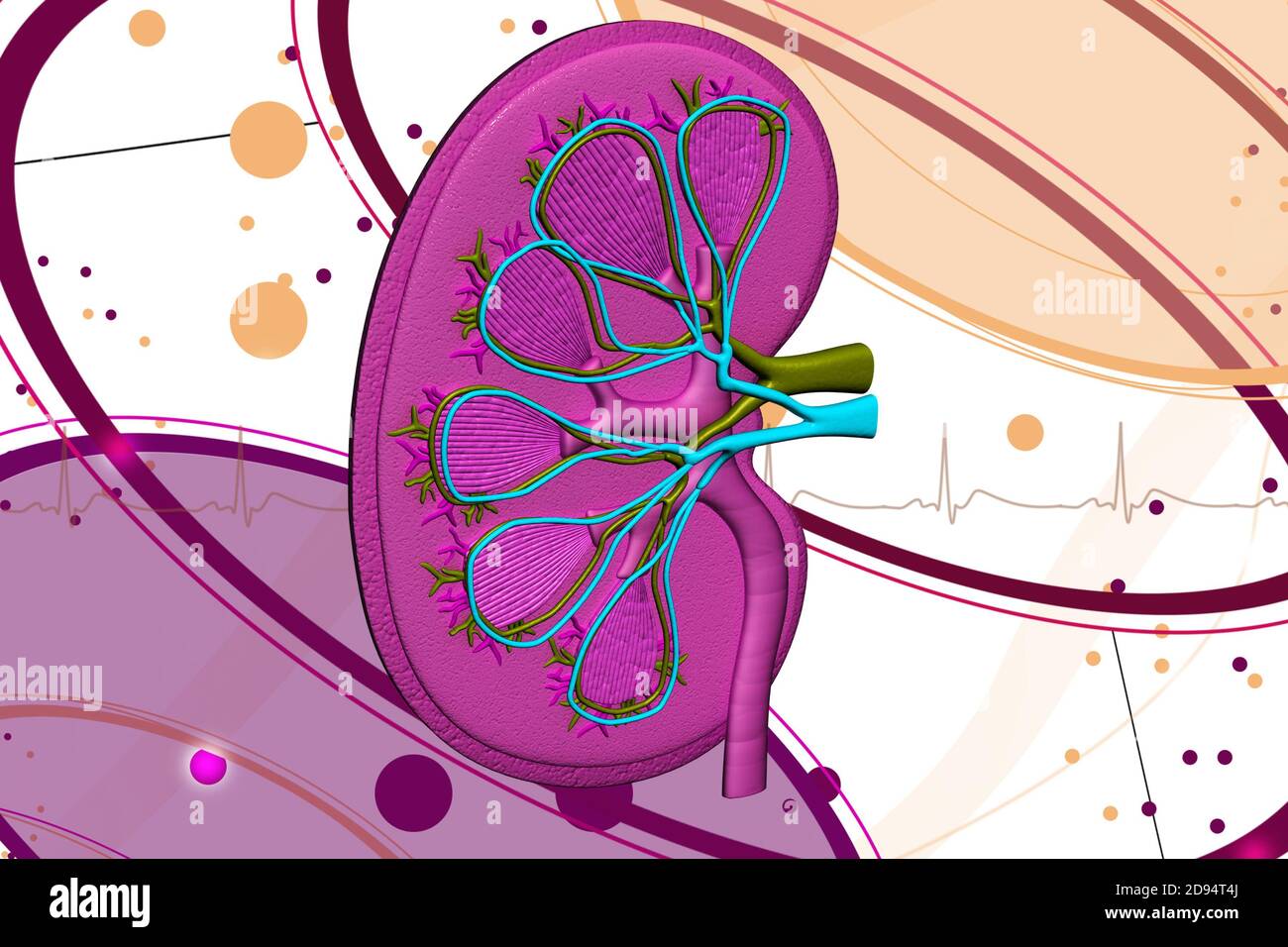 Human kidney in abstract background Stock Photo - Alamy