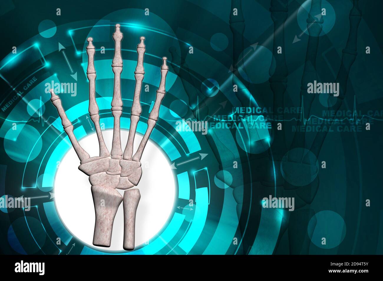 X ray wrist medical skeleton biology science anatomical hi-res stock ...