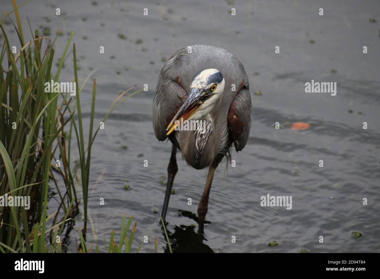 A great blue heron facing forward with a small fish in its mouth while ...