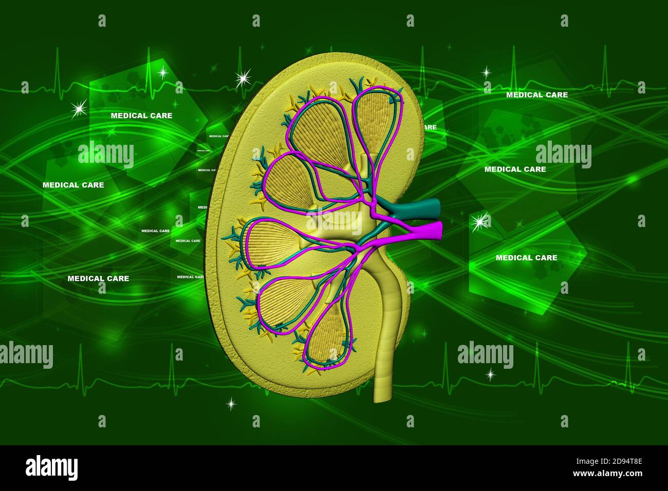 Human kidney in abstract background Stock Photo - Alamy