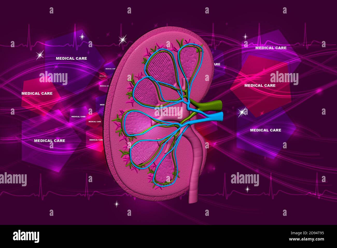 Human kidney cell hi-res stock photography and images - Alamy