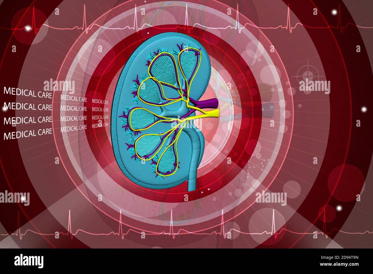 Human kidney in abstract background Stock Photo - Alamy