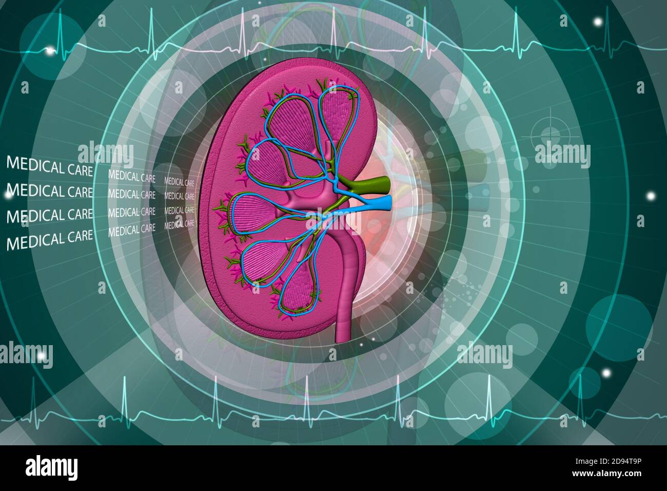 Human kidney in abstract background Stock Photo - Alamy