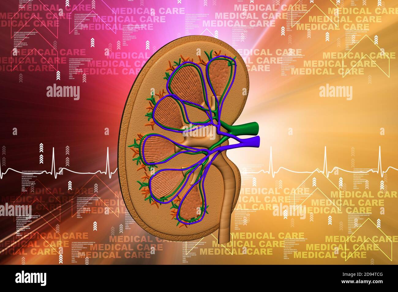 Human kidney in abstract background Stock Photo - Alamy