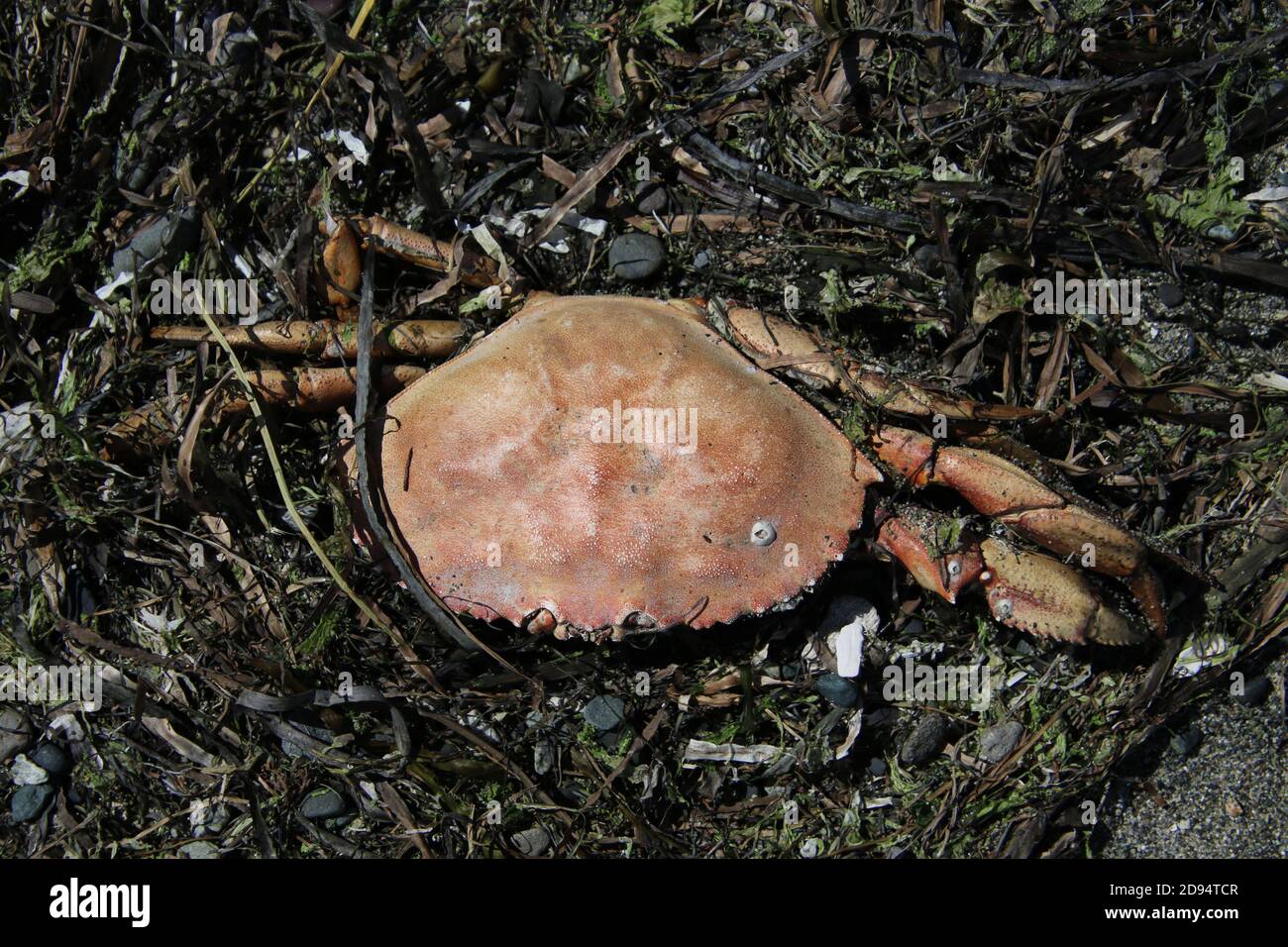 A dead crab laying on ground surrounded by seaweed Stock Photo - Alamy
