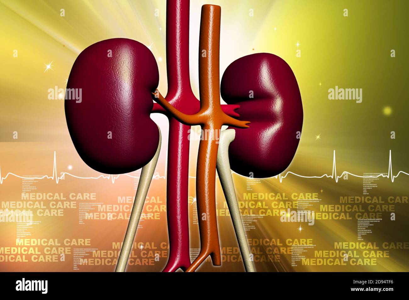 Kidneys in digital design Stock Photo - Alamy