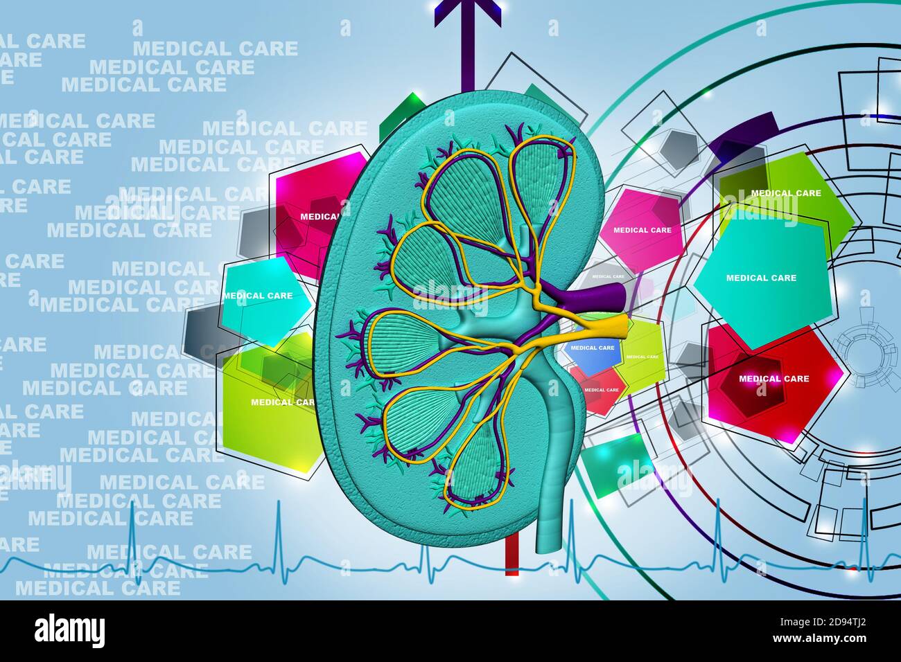 Human kidney in abstract background Stock Photo - Alamy