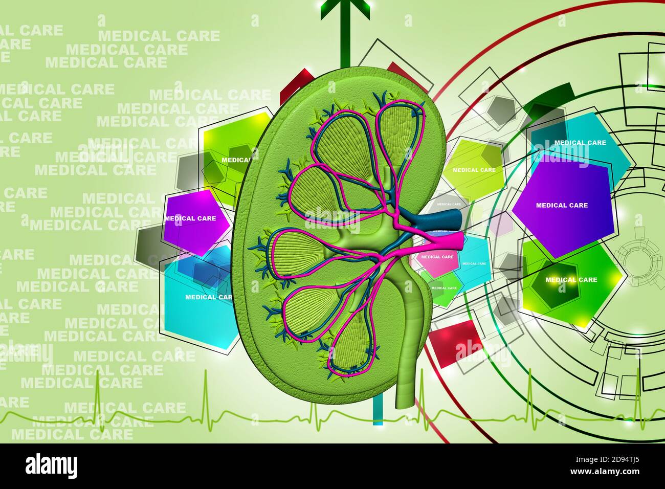 Human kidney in abstract background Stock Photo - Alamy