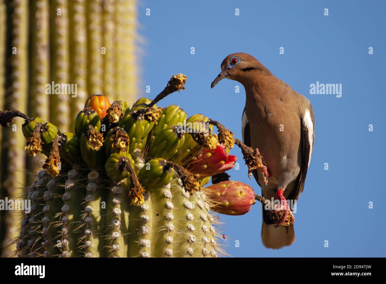 Saguaro cactus bird hi-res stock photography and images - Alamy
