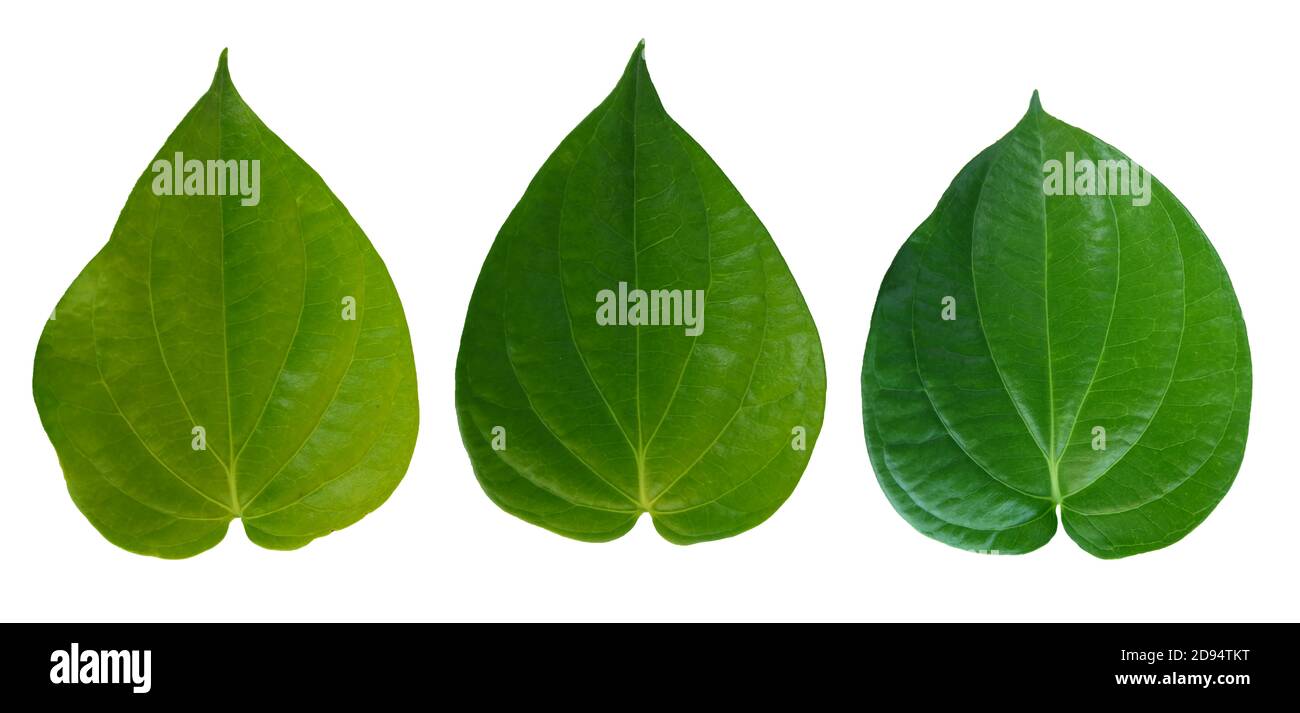 Betel leaves, Green leaf isolated on white background with clipping ...