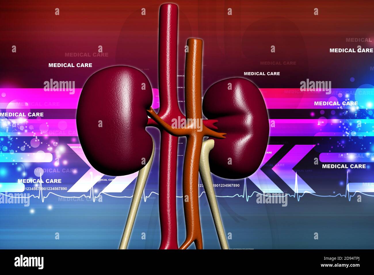 Kidneys in digital design Stock Photo - Alamy