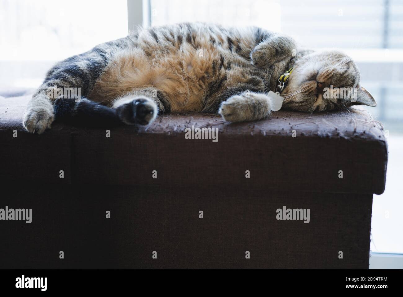 cat looking sleeping in the house Lazy cat relaxing Stock Photo - Alamy