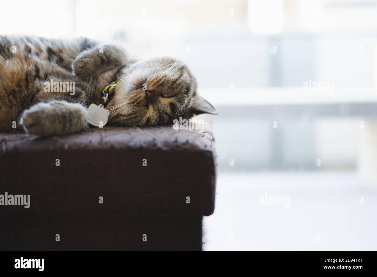 cat looking sleeping in the house Lazy cat relaxing Stock Photo - Alamy