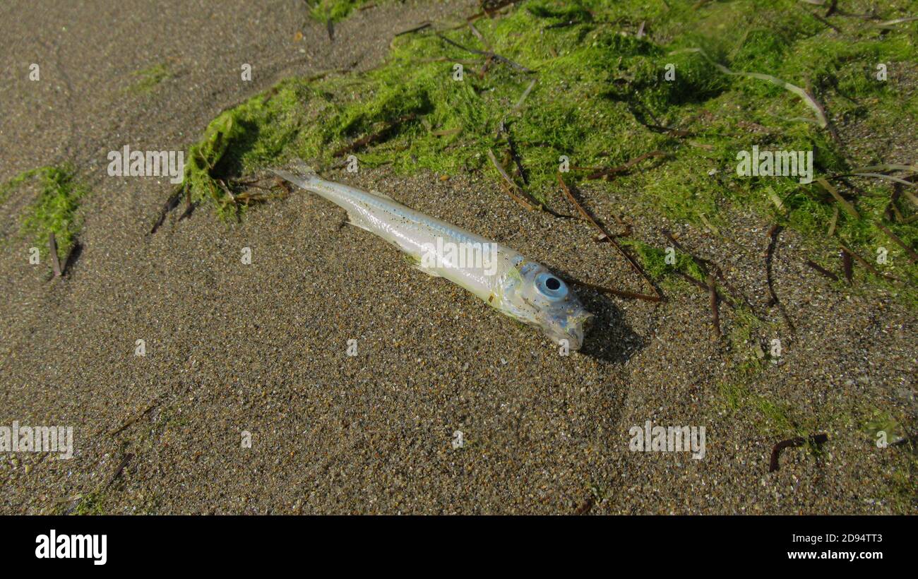 Small, little sea fish laying on the sea sand Stock Photo - Alamy