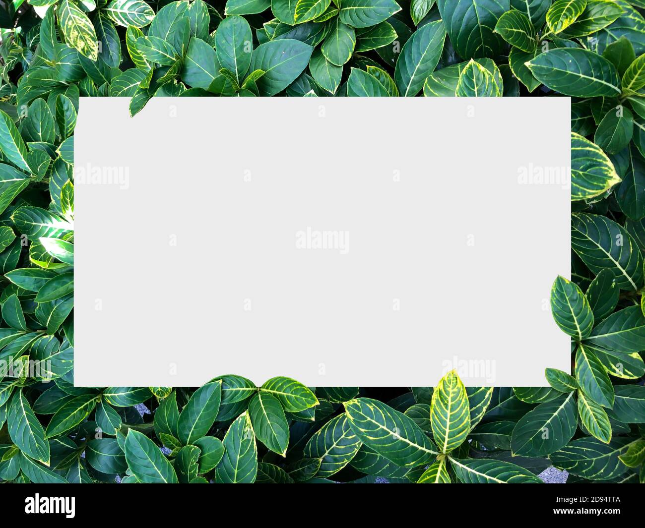 Top view nature concept, Paper frame layout note, Flat lay on green ...
