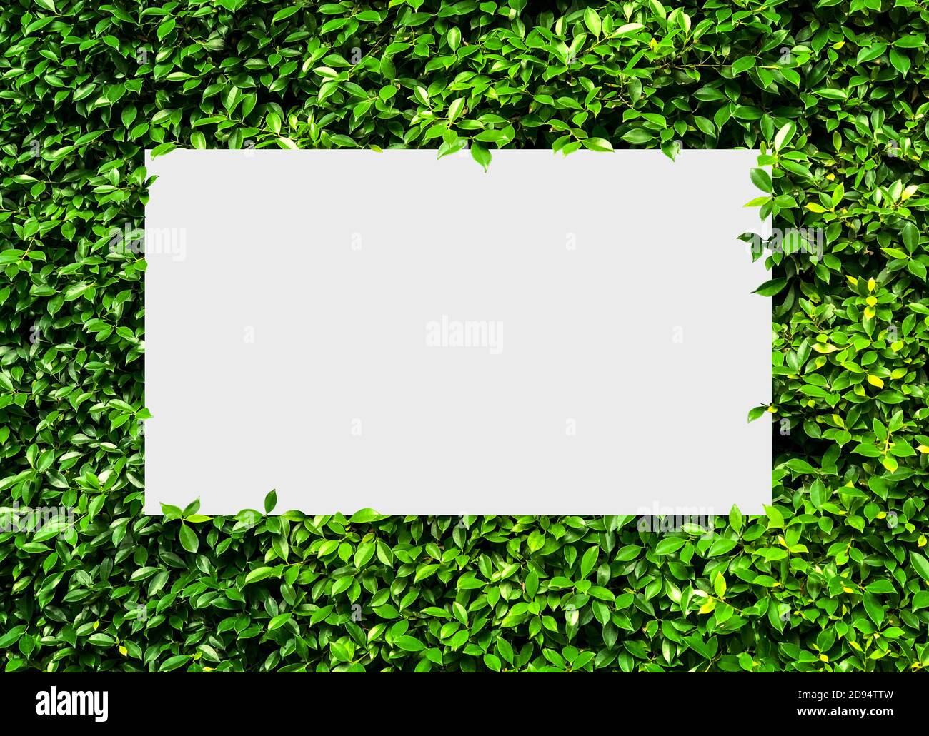 Top view nature concept, Paper frame layout note, Flat lay on green ...