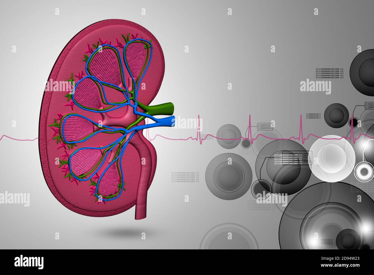 Human kidney in abstract background Stock Photo - Alamy