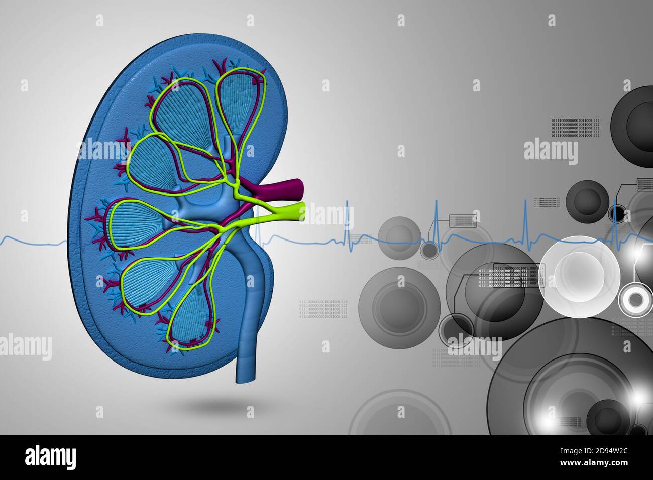 Human kidney in abstract background Stock Photo - Alamy