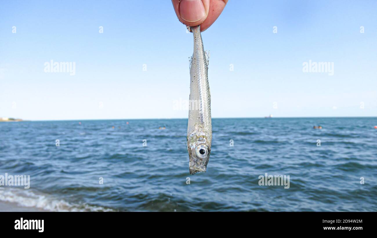 White male hand holding small white dead fish in a public beach Stock ...