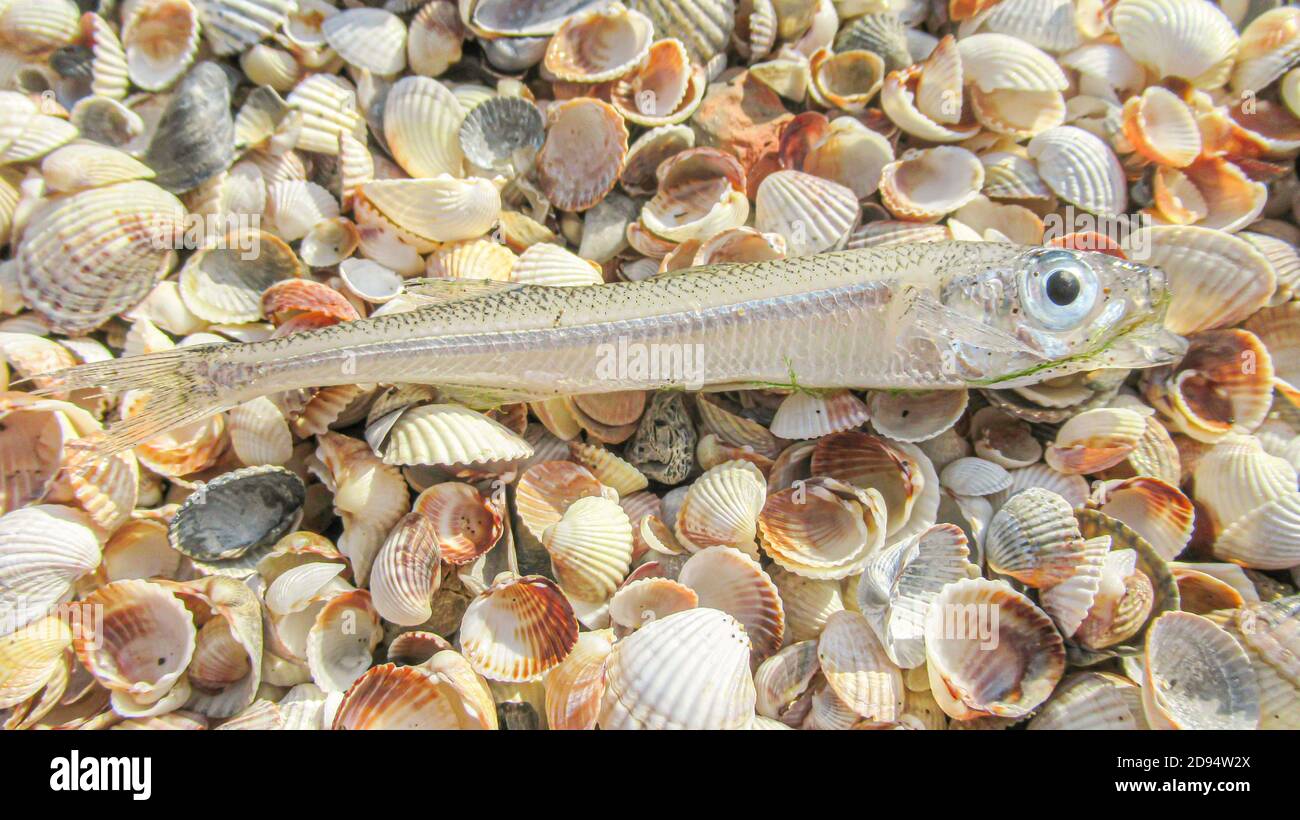 Small white dead fish lays on the surface with small yellow-white ...