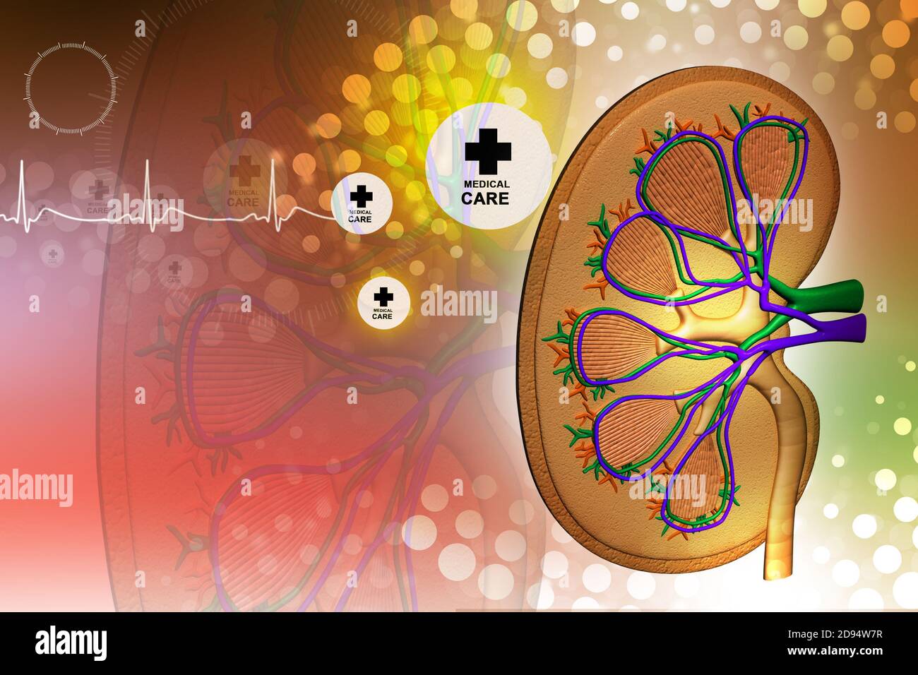 Human kidney in abstract background Stock Photo - Alamy