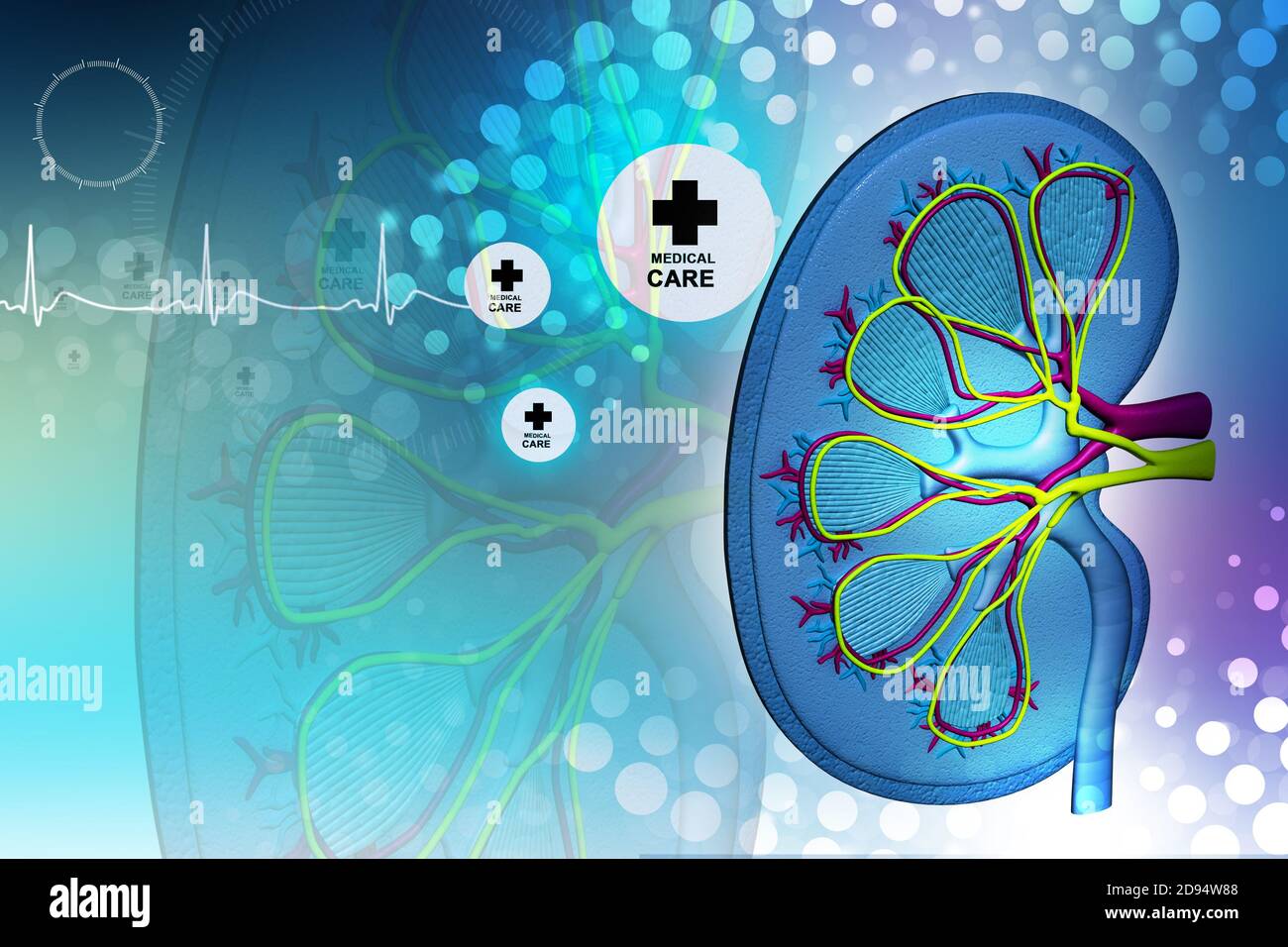 Human kidney in abstract background Stock Photo - Alamy