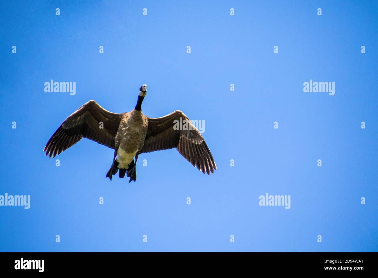 Canadian goose flying hi-res stock photography and images - Alamy