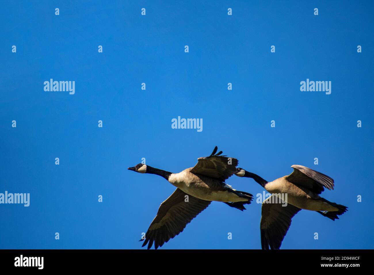 Canadian geese flying in a clear blue sky Stock Photo - Alamy