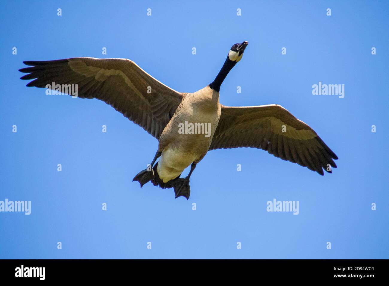 Canadian goose flying in a clear blue sky Stock Photo - Alamy