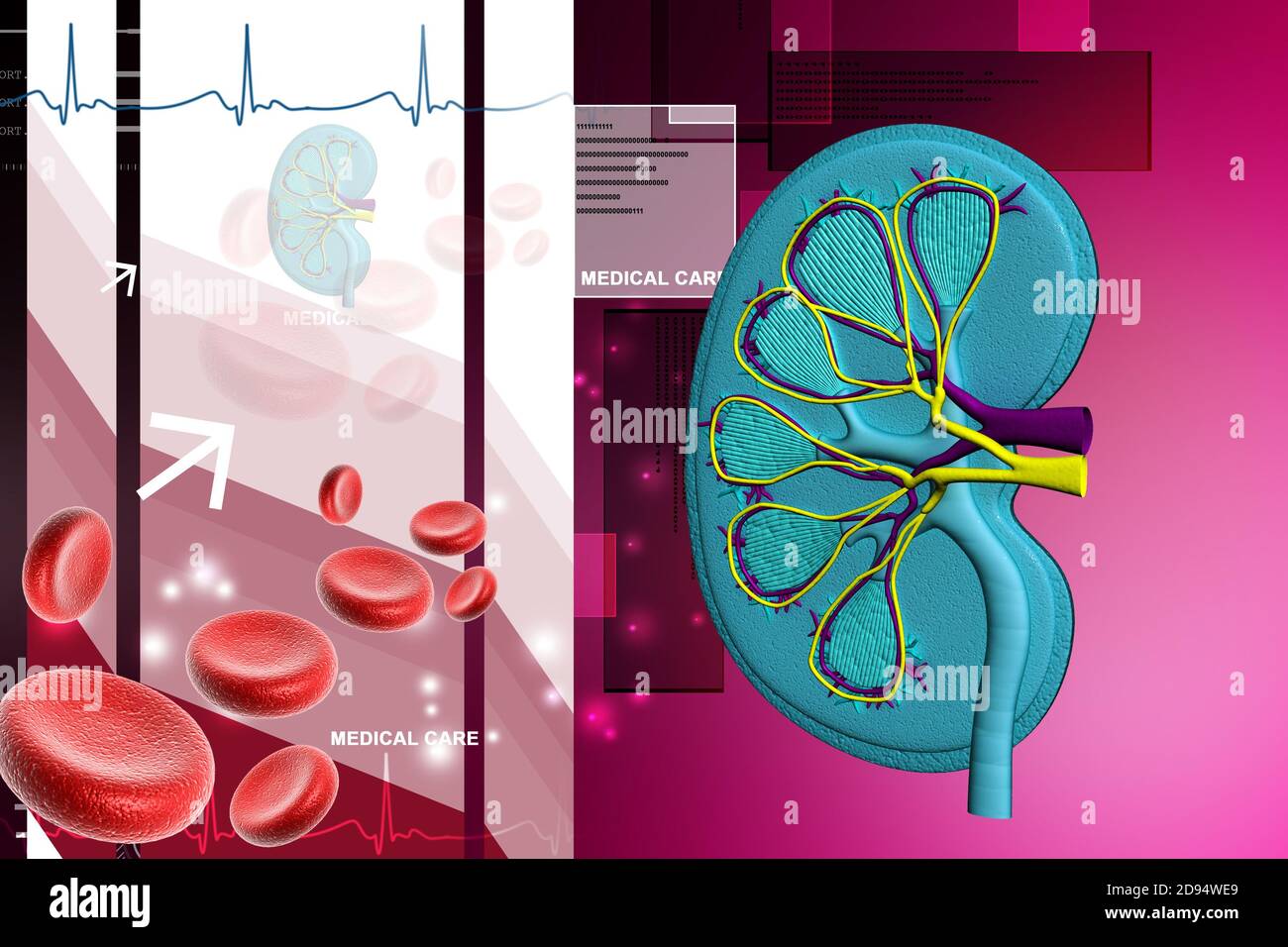 Human kidney in abstract background Stock Photo - Alamy