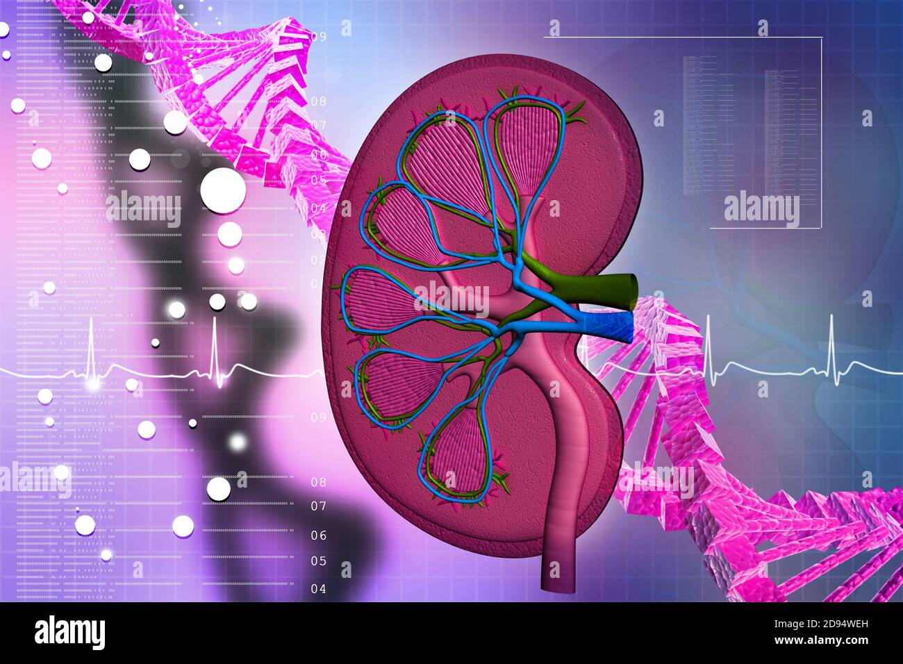 Human Kidney Cell High Resolution Stock Photography and Images - Alamy