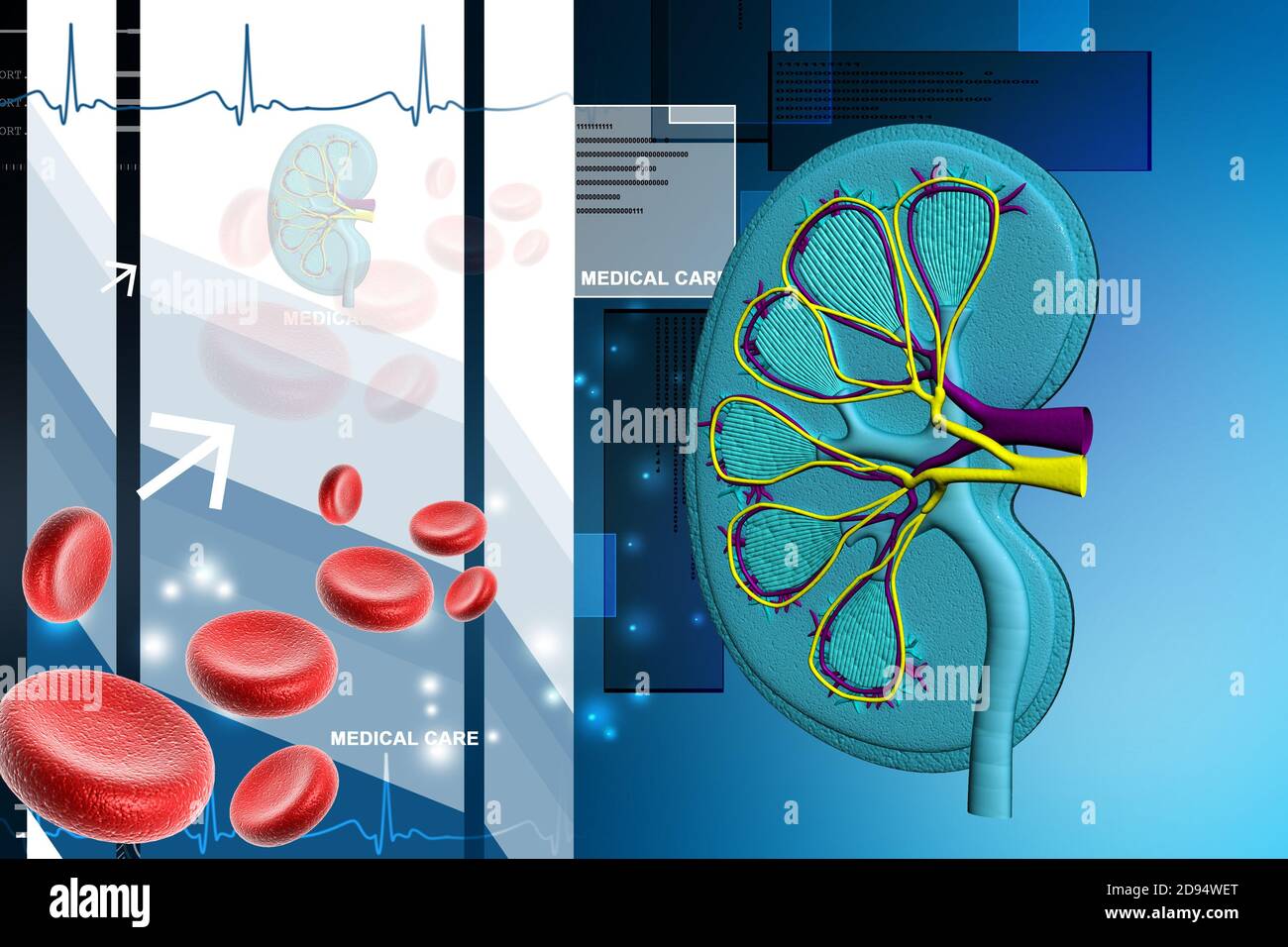 Human kidney cell hi-res stock photography and images - Alamy