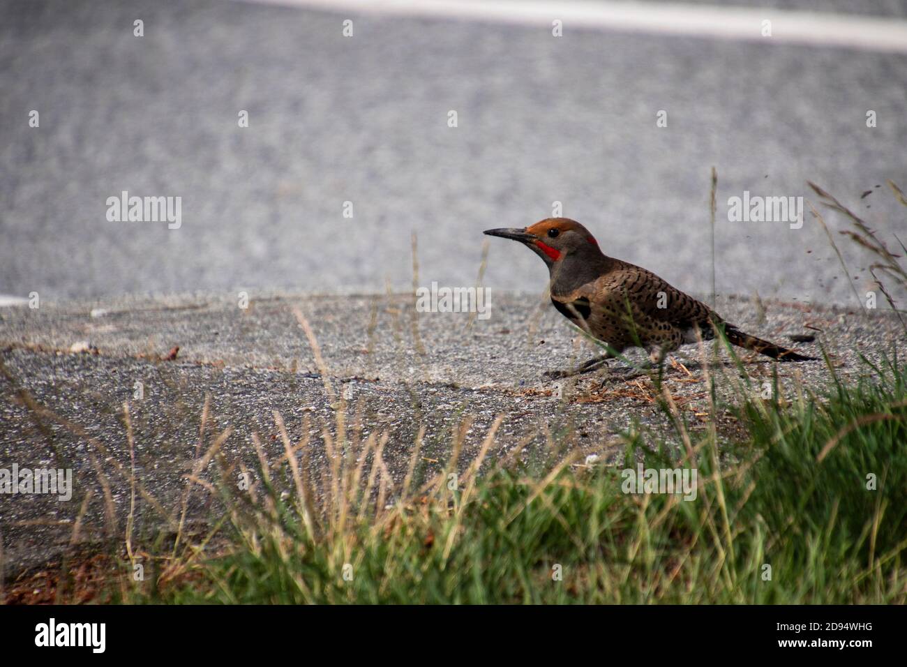 A northern flicker standing on a concrete sidewalk looking for food ...