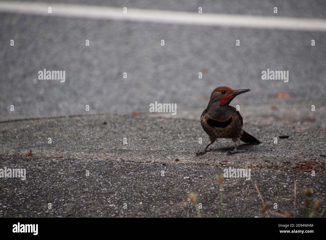 A northern flicker standing on a concrete sidewalk looking for food ...