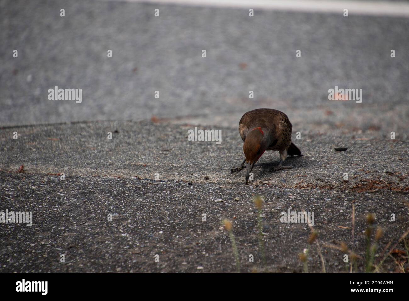 A northern flicker standing on a concrete sidewalk looking for food ...