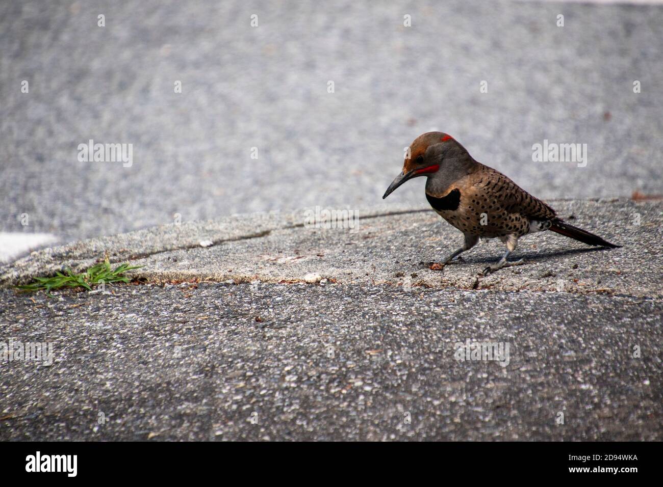 A northern flicker standing on a concrete sidewalk looking for food ...