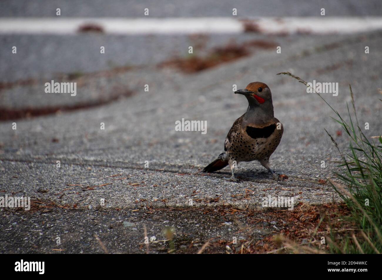 A northern flicker standing on a concrete sidewalk looking for food ...