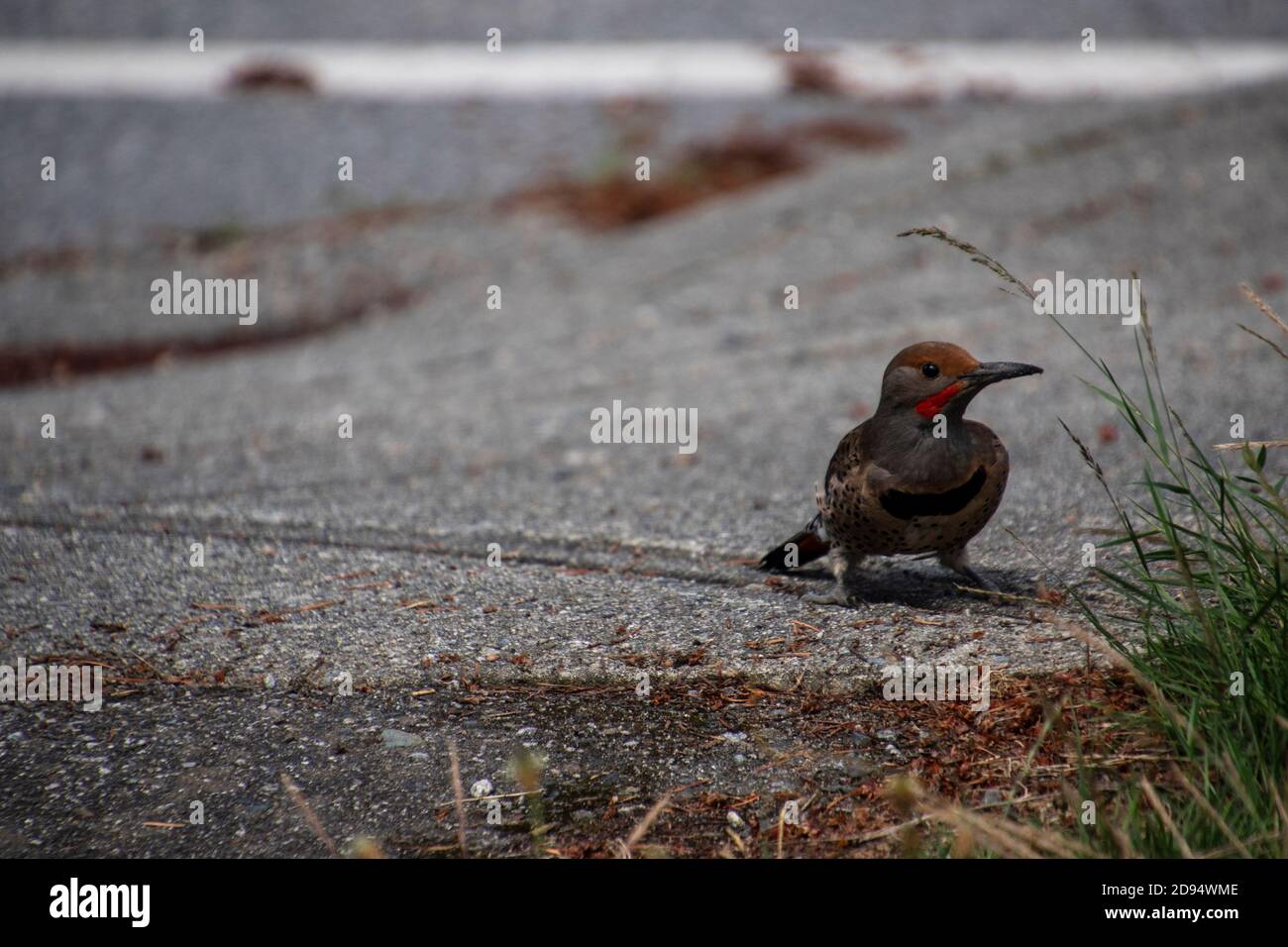 A northern flicker standing on a concrete sidewalk looking for food ...