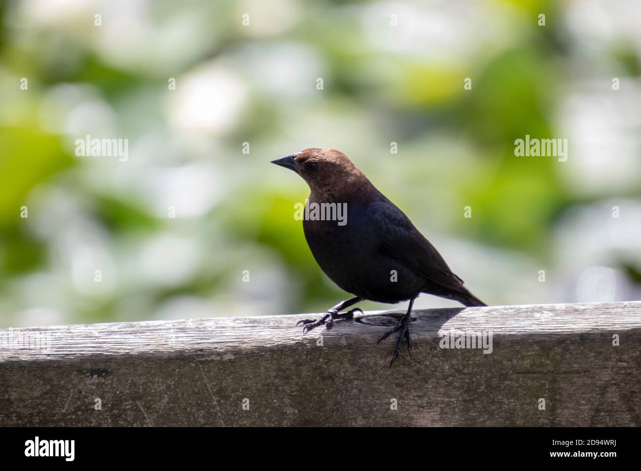 Pad covered hi-res stock photography and images - Alamy