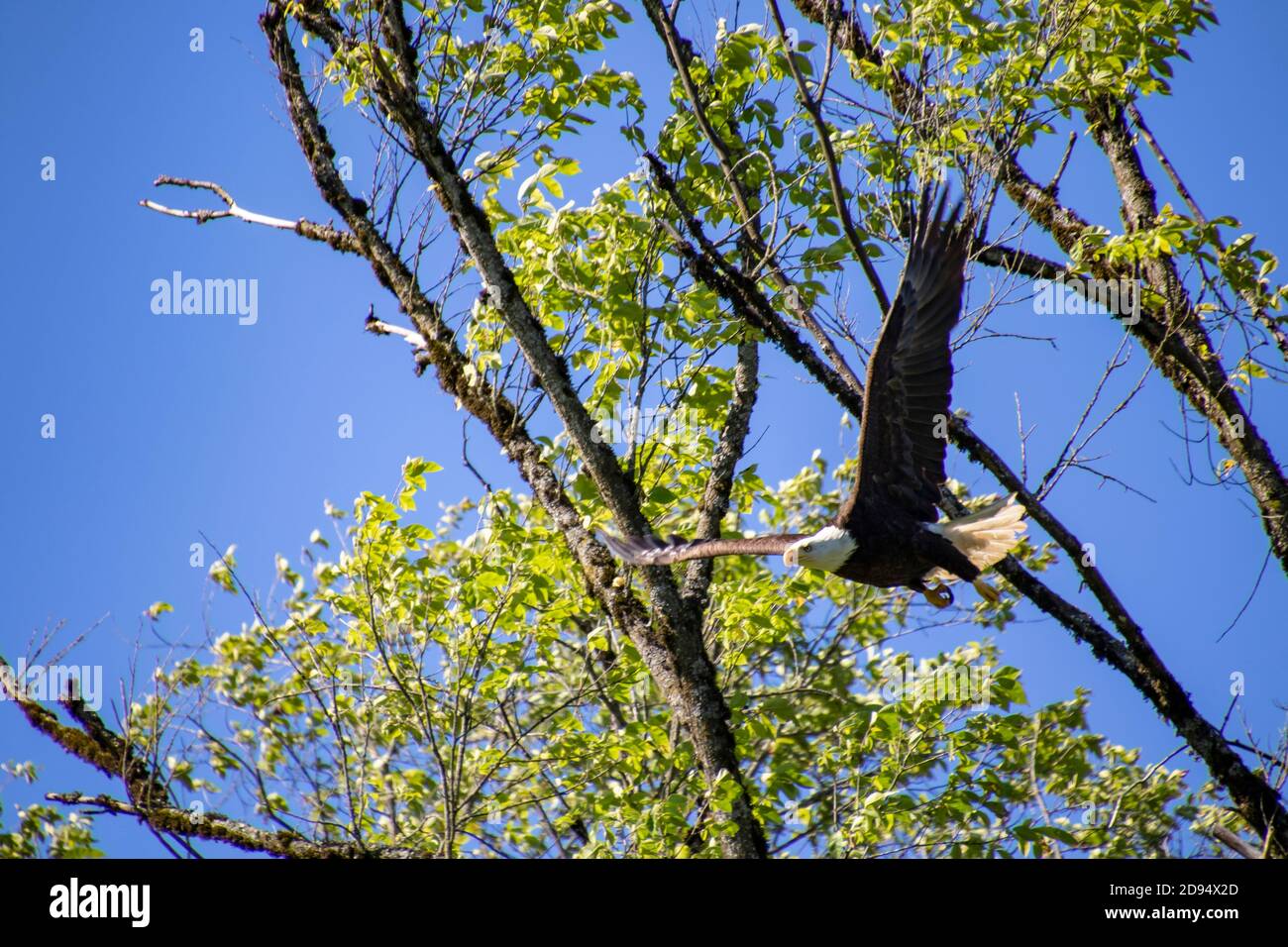 A bald eagle launching itself from a tree to fly Stock Photo - Alamy