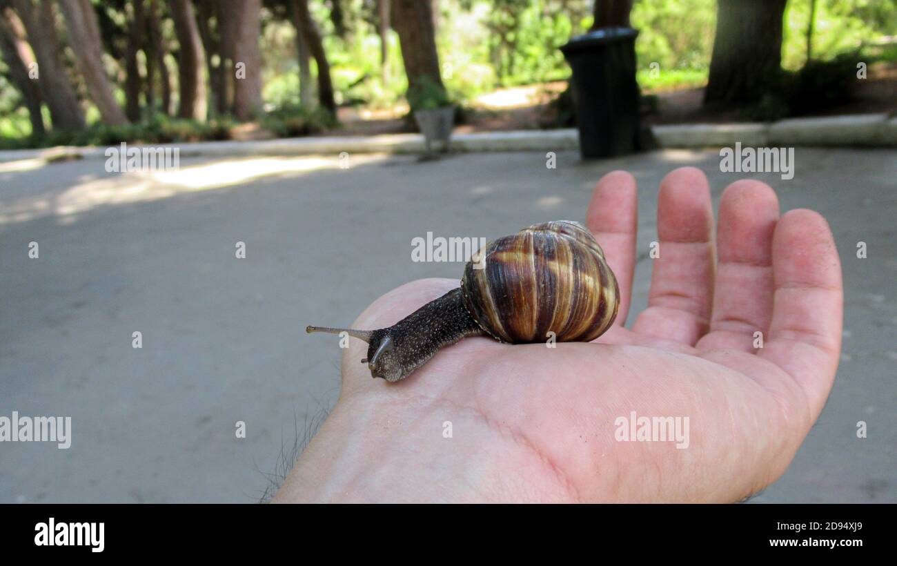 Wild land snail sitting on man's palm Stock Photo - Alamy